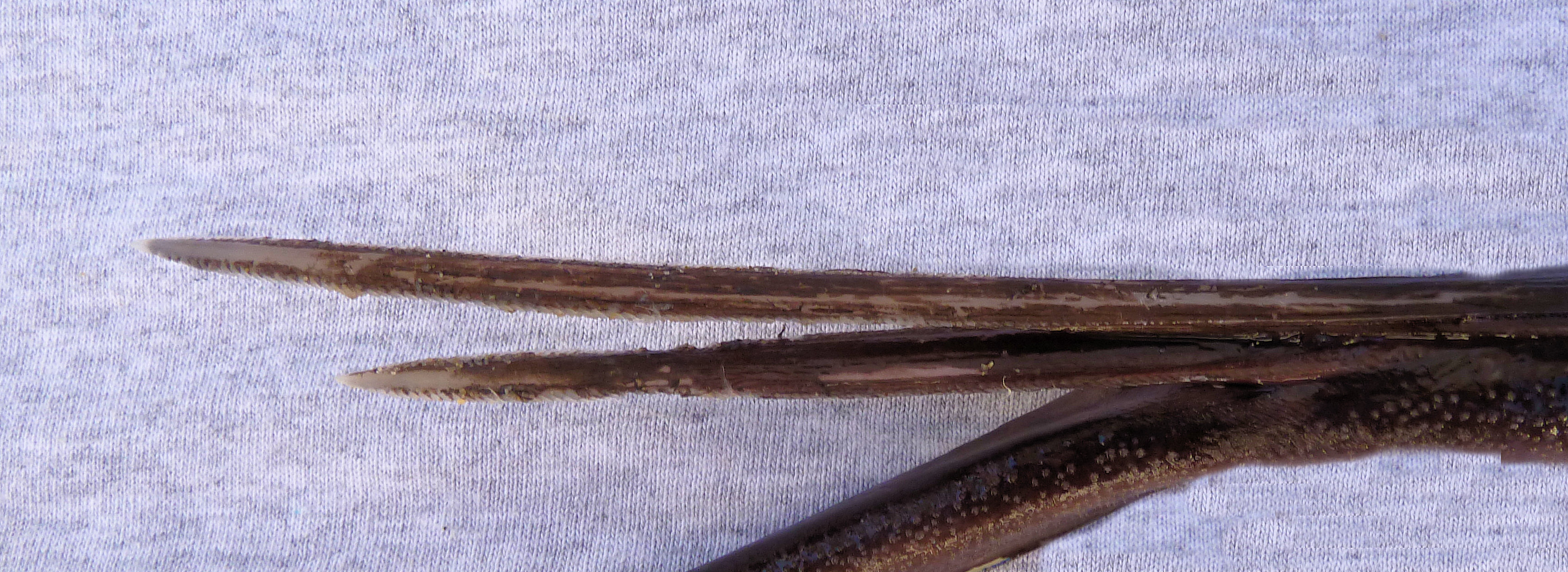 Pelagic Stingray | Mexican Fish.com