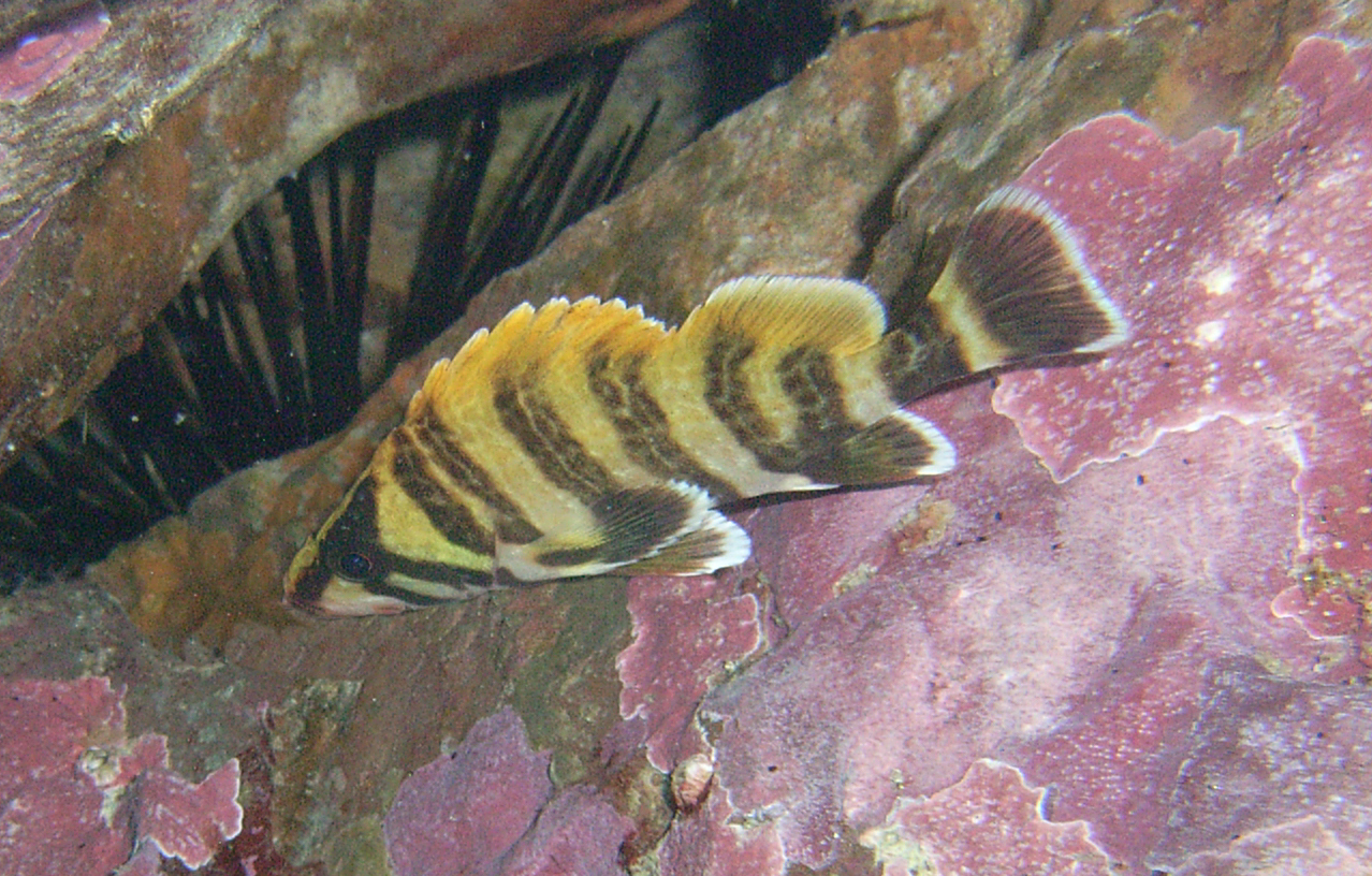 Treefish | Mexican Fish.com