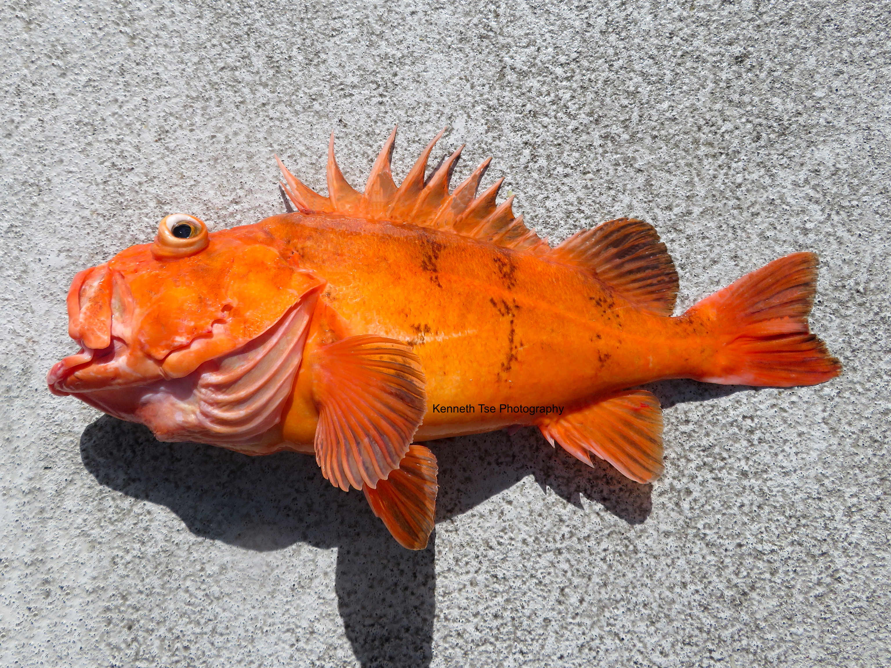 Cowcod | Mexican Fish.com