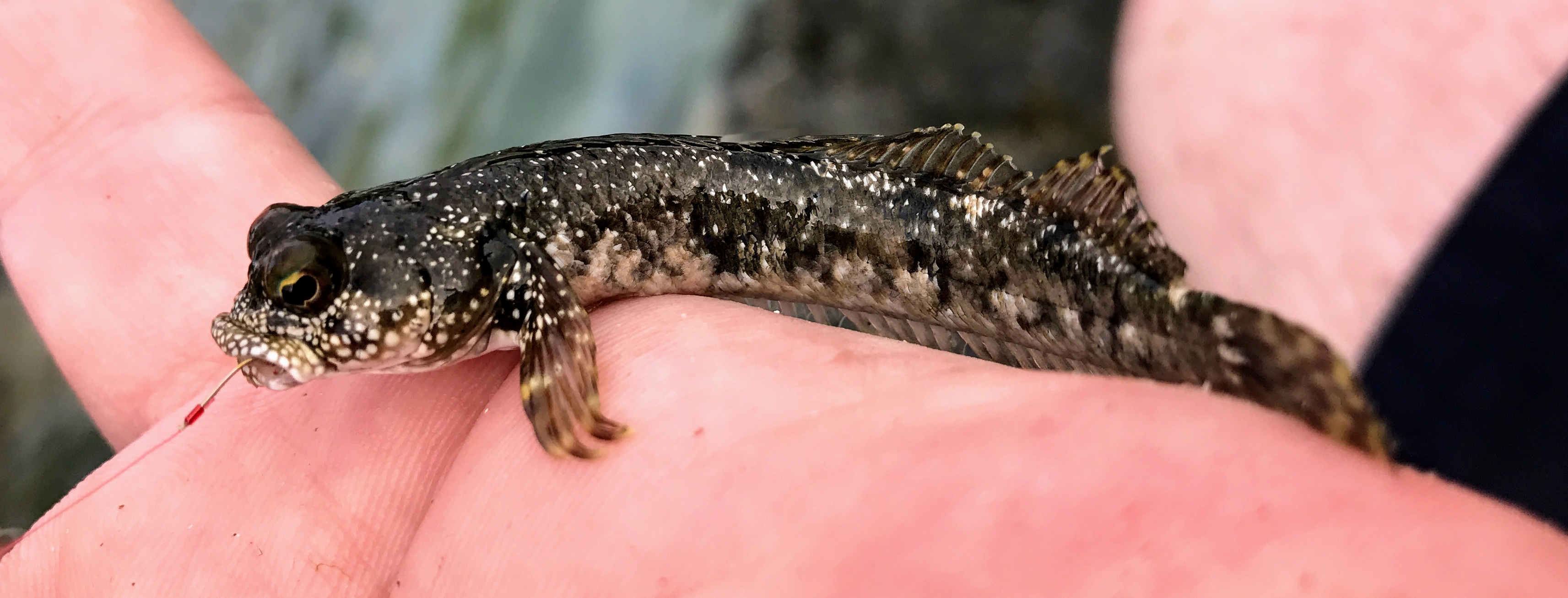 Foureye Rockskipper | Mexican Fish.com