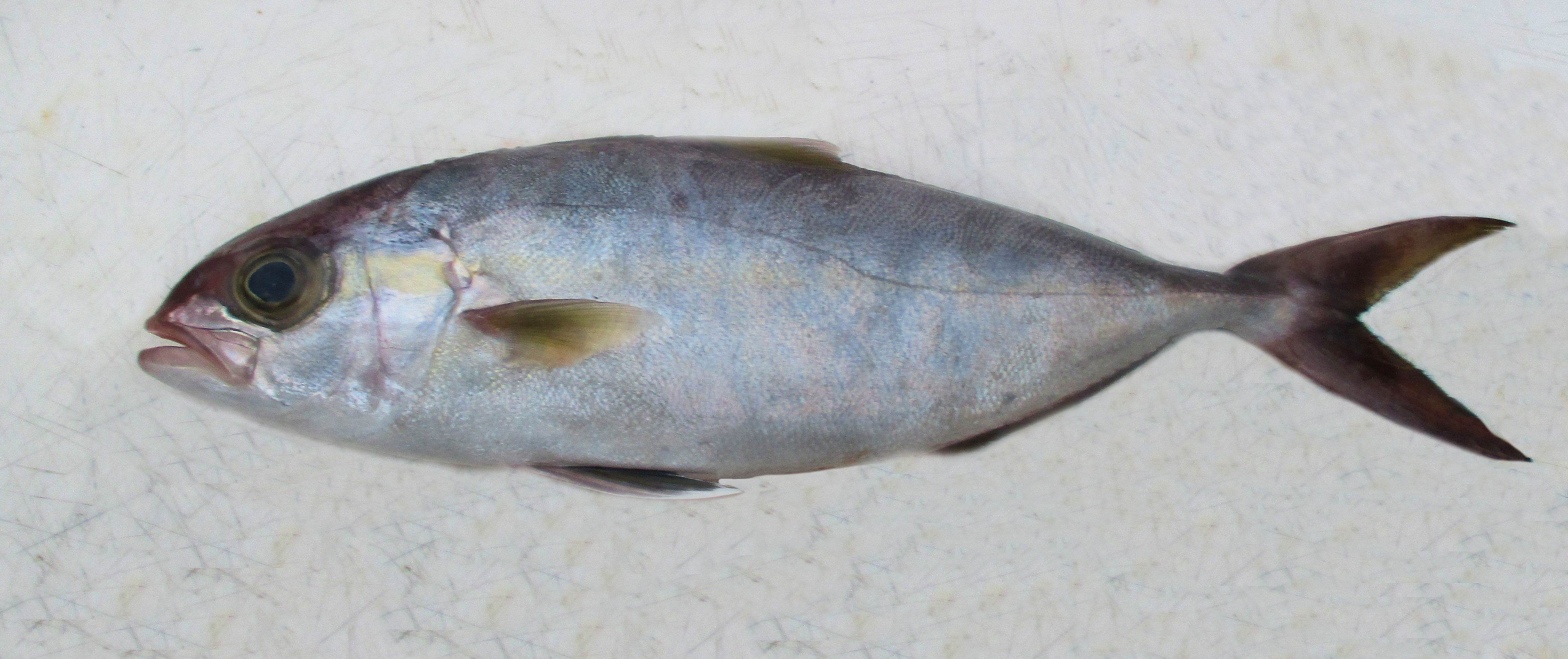 Banded Rudderfish | Mexican Fish.com