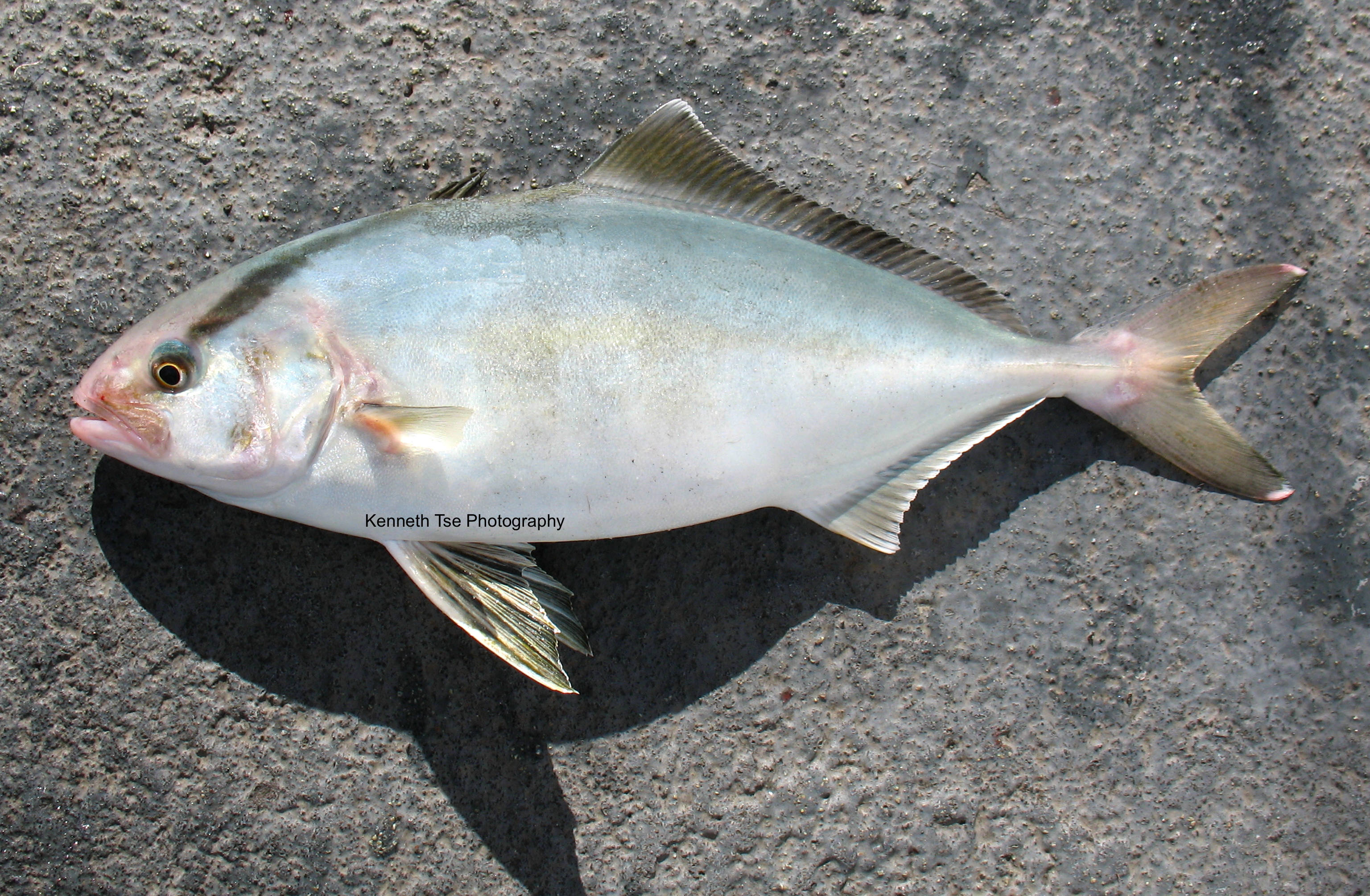 Banded Rudderfish | Mexican Fish.com