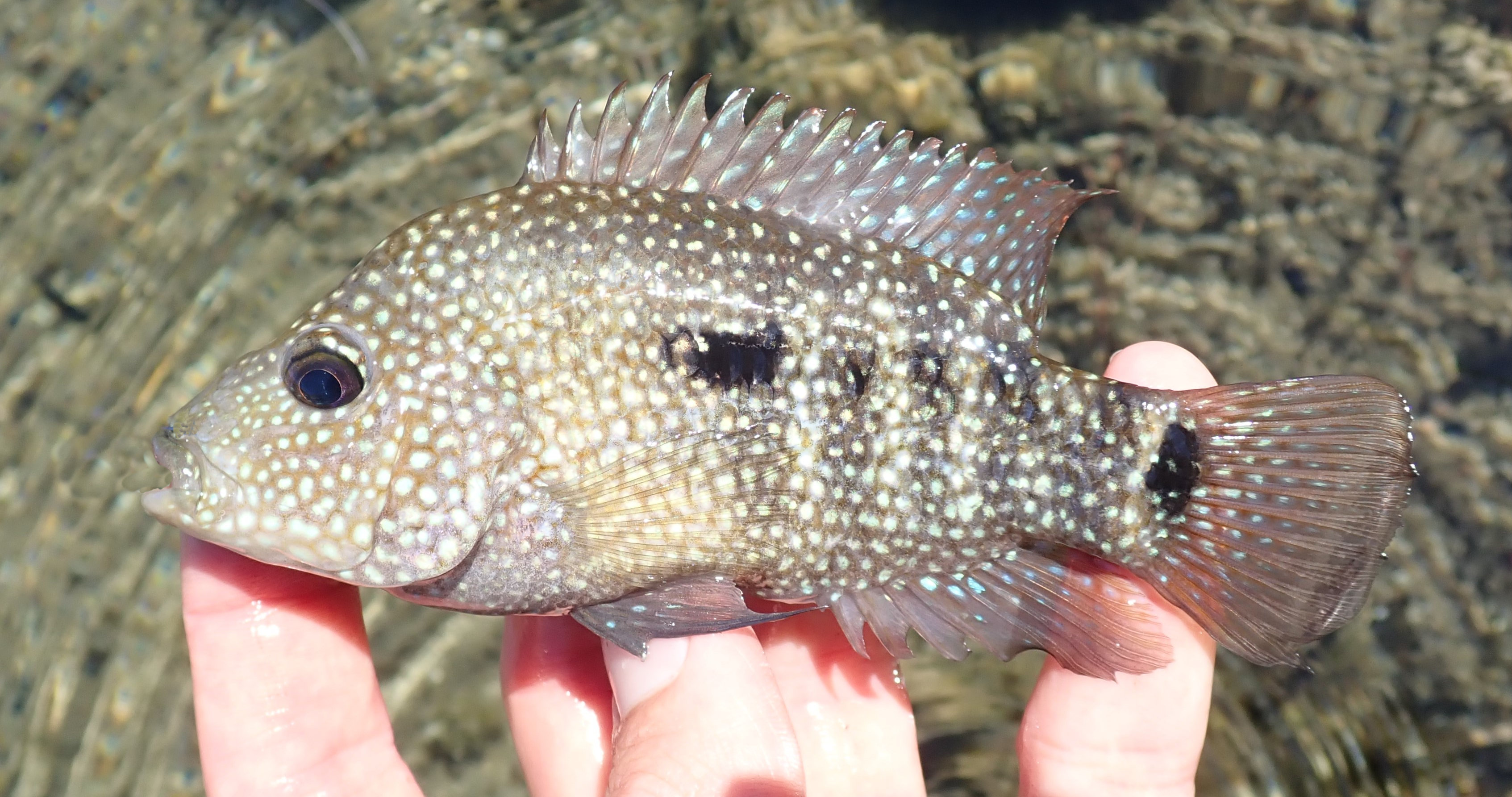 Rio Grande Cichlid | Mexican Fish.com