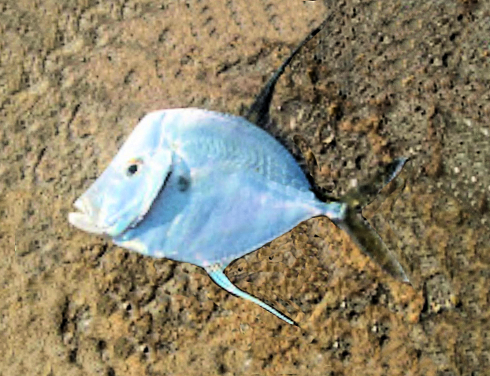 Lookdown | Mexican Fish.com