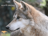 Mexican Gray Wolves Numbers Go Up But Numbers Aren T The Whole Story