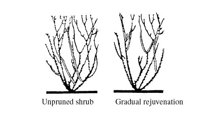 When, Why, and How to Prune Shrubs