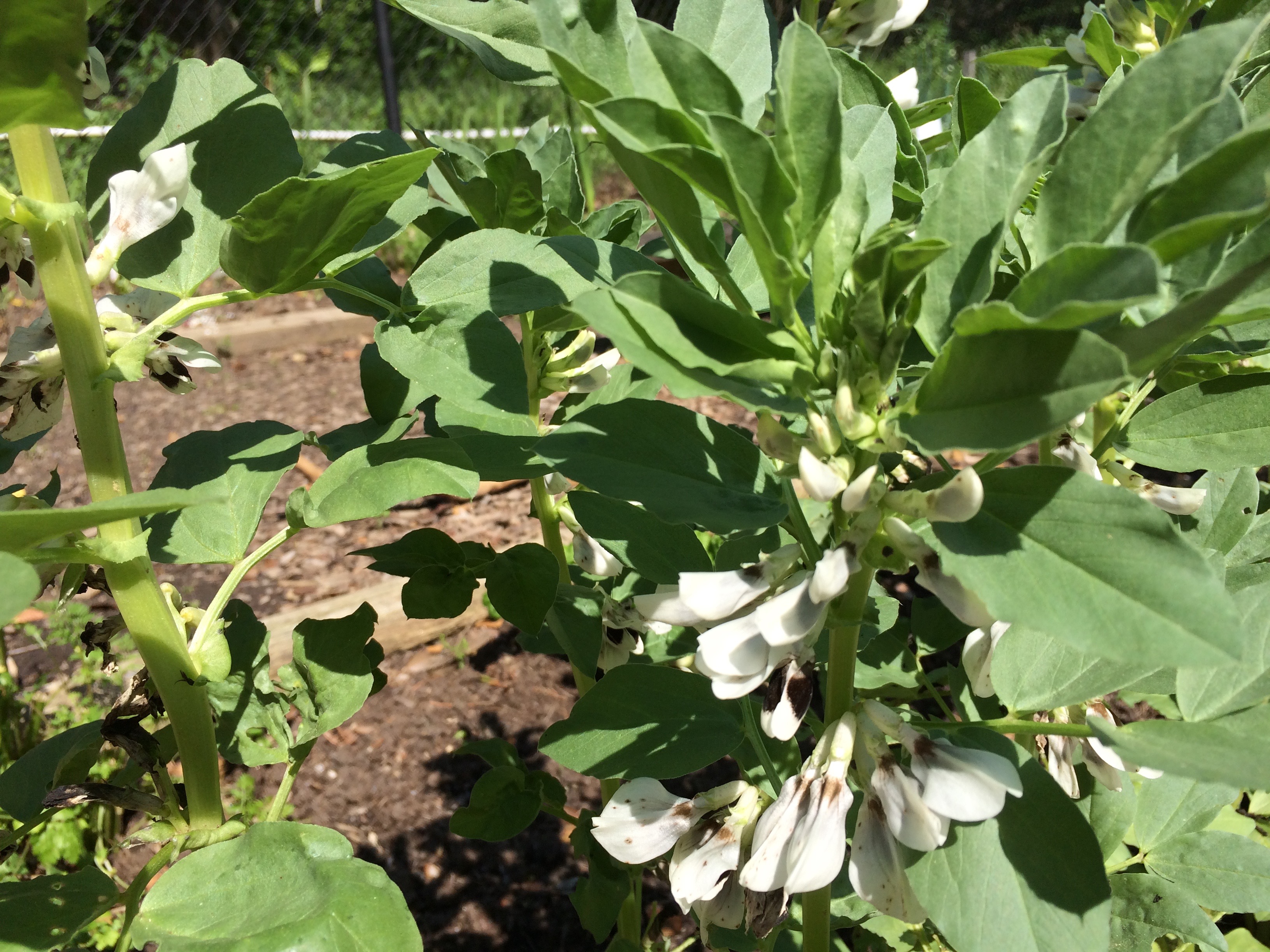May @ the Organic Vegetable Garden (OVG)