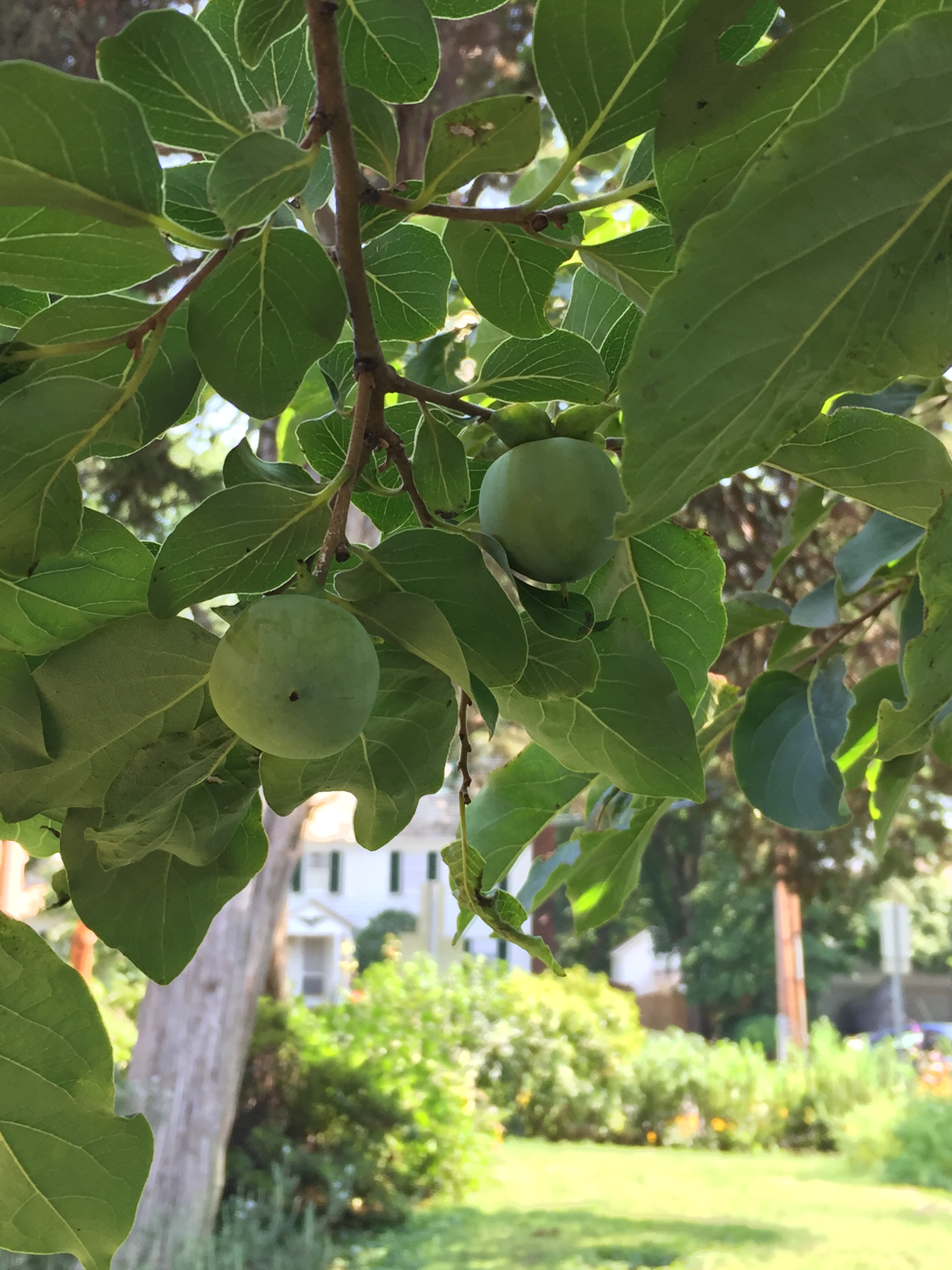Fall Fruit at Glencarlyn Garden