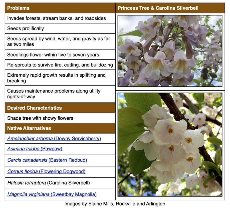 Princess Tree (Paulownia tomentosa)