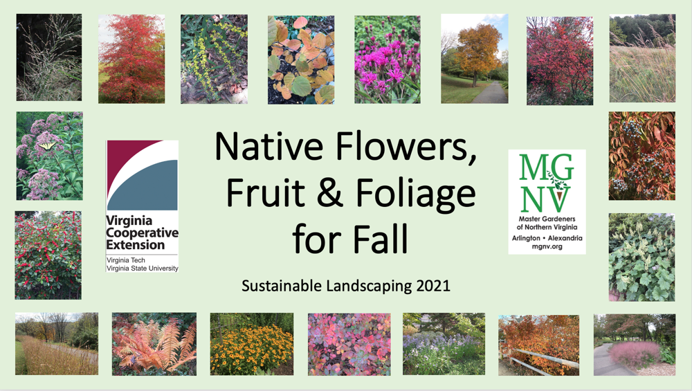 Native Flowers, Fruits and Foliage for Fall