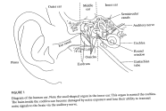 Label The Ear Worksheet Answers Free Download Gmbar co Label The Ear Worksheet Answers Free Download Gmbar co