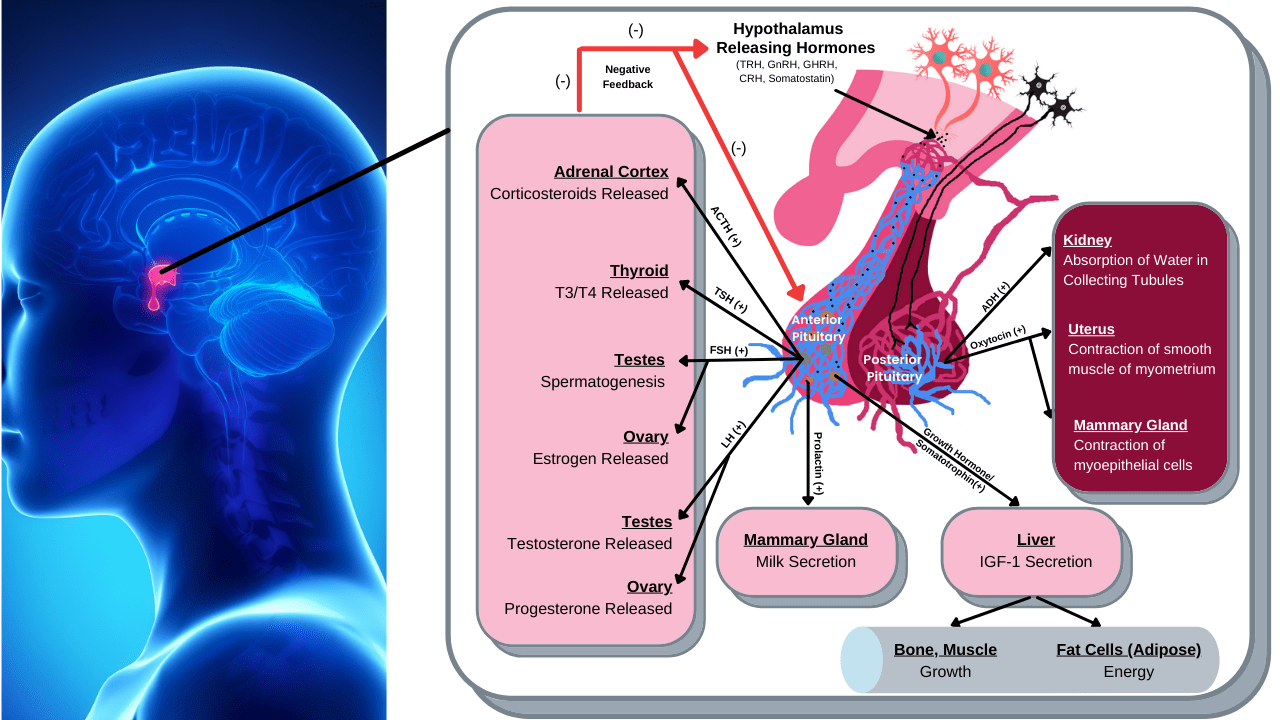 The Biology of Stress - MTI PSYCHIATRY