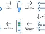 Restriction Fragment Length Polymorphism Rflp