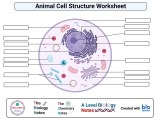 Cell Structure And Function Worksheet E Streetlight