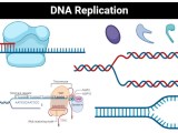 What Is Dna Replication A Comprehensive Guide