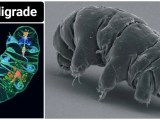 Tardigrade Anatomy