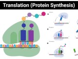 Protein Synthesis Enzymes Sites Steps Inhibitors