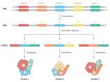 Alternative Splicing Definition Mechanism Types Uses