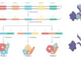Rna Splicing Definition Process Mechanism Types Errors Uses