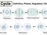 Cell Cycle Definition Phases Regulation Checkpoints
