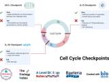 Cell Cycle Checkpoints Graph