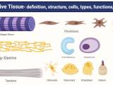 Connective Tissue Structure Cells Types Functions Diseases