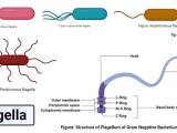 Flagella Structure Types Arrangement Functions Examples