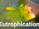 Eutrophication Process Eutrophication Present Reality And Future