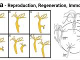 Hydra Anatomy Answer Key Smt S Hydra Tavr System Launched In Hungary