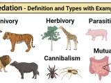 Predation Interaction Definition And Types With Examples