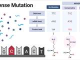 Missense Mutation Definition Causes Mechanism Types Examples