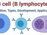 What Are B Cells Types Regulatory B Cells A To Z Azzu