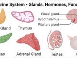 Endocrine System Definition Glands Hormones Functions Disorders