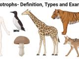 Heterotrophs Definition And Types With 4 Examples