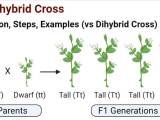 Monohybrid Cross Definition Steps Examples Explained