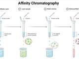 Affinity Chromatography Principle Parts Steps Uses