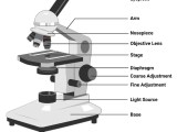 Microscopy History Classification And Terms