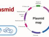 Bacterial Plasmid Structure
