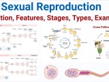 Sexual Reproduction Features Stages Types Examples