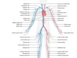 Human Cardiovascular System Organs Functions Diseases
