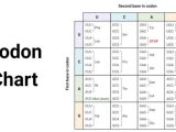 Codon Chart Table Amino Acids Rna Wheel Explained