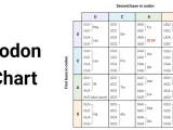 Codon Chart Table Amino Acids Rna Wheel Explained