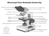 Parts Of A Microscope With Functions And Labeled Diagram 42 Off