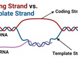 Coding Strand Vs Template Strand 6 Key Differences