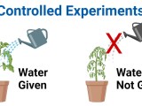 Controlled Experiments Definition Steps Results Uses