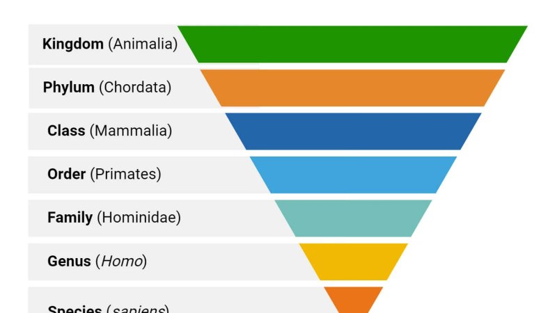 Plant Taxonomy Definition, Terms, Classifications.
