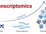Transcriptomics Definition Types Techniques Applications