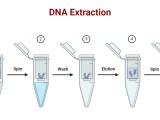 Strawberry Dna Extraction Lab Worksheet Admuscente