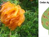 Cedar Apple Rust Causes Symptoms Life Cycle Control