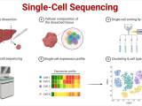 Single Cell Sequencing Principle Steps Uses Developments